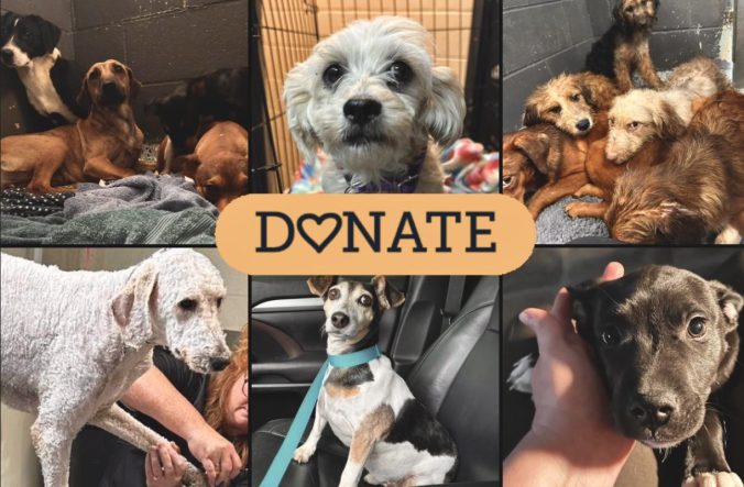Contact & Donor Information – Animal Shelter